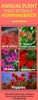 Hummingbird Food Recipe, Video, Benefits, Facts and Fascination ...