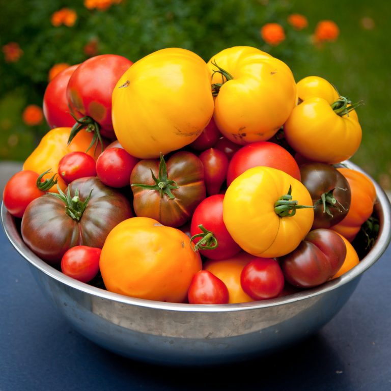 Colored Tomatoes in Yellow, Red, Black and Orange - Make for Beautiful ...
