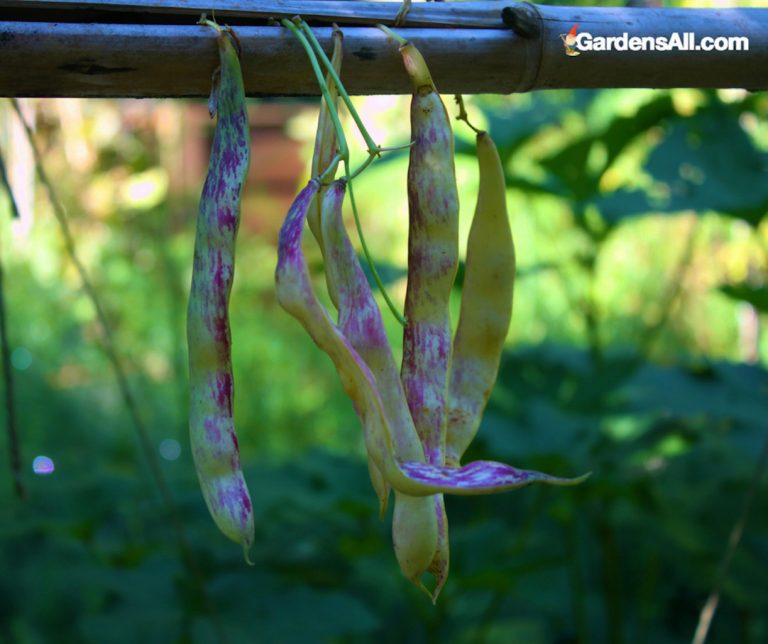 In the Garden Newsletter: Hummingbird Food, Storing Seeds, and More ...