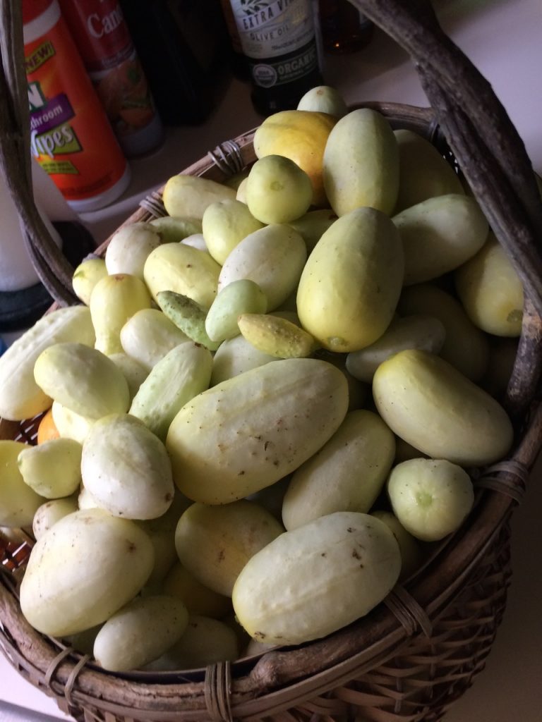 Newsletter: Garden Design App, Harvest and Edible Landscaping - GardensAll