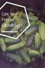 Can You Freeze Cucumbers? Creative Ideas for Cucumbers - GardensAll