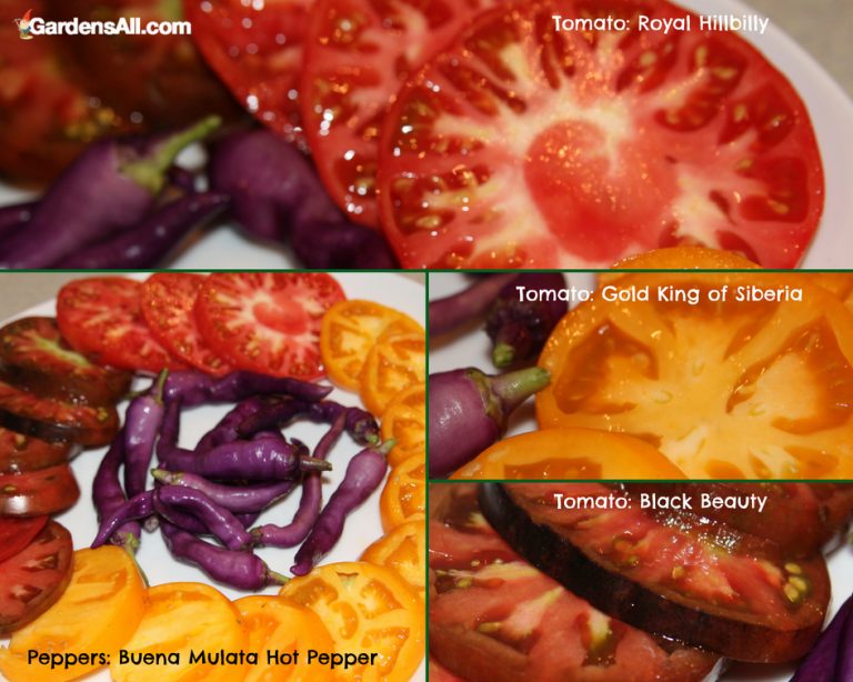 Colored Tomatoes in Yellow, Red, Black and Orange - Make for Beautiful ...
