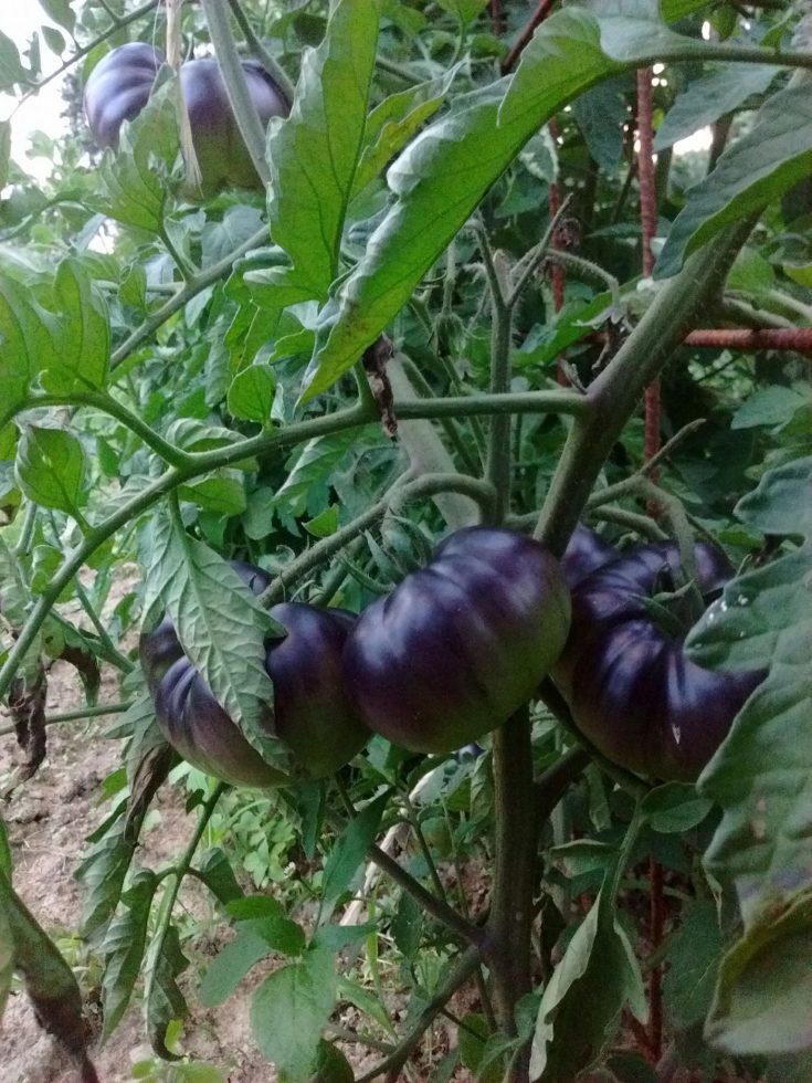 Colored Tomatoes in Yellow, Red, Black and Orange - Make for Beautiful ...