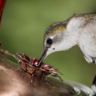 Hummingbird Food Recipe, Video, Benefits, Facts and Fascination ...