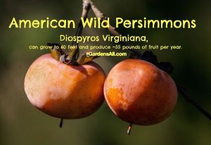American Wild Persimmons - a Native Tree With Benefits - GardensAll