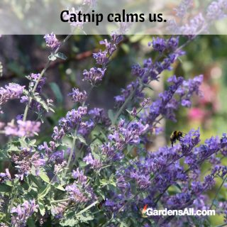 Consider Growing Catnip for People - Another Herb With Great Benefits ...