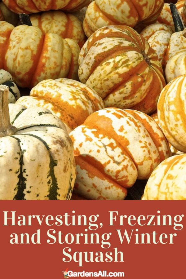 Harvesting, Freezing and Storing Winter Squash - GardensAll