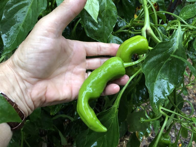 Love Growing Marconi Peppers - Red and Green! - GardensAll - GARDENING