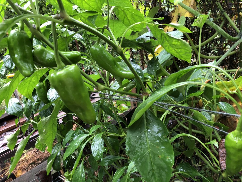 Love Growing Marconi Peppers - Red and Green! - GardensAll - GARDENING