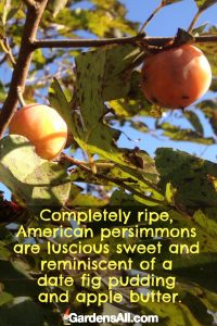 American Wild Persimmons - a Native Tree With Benefits - GardensAll