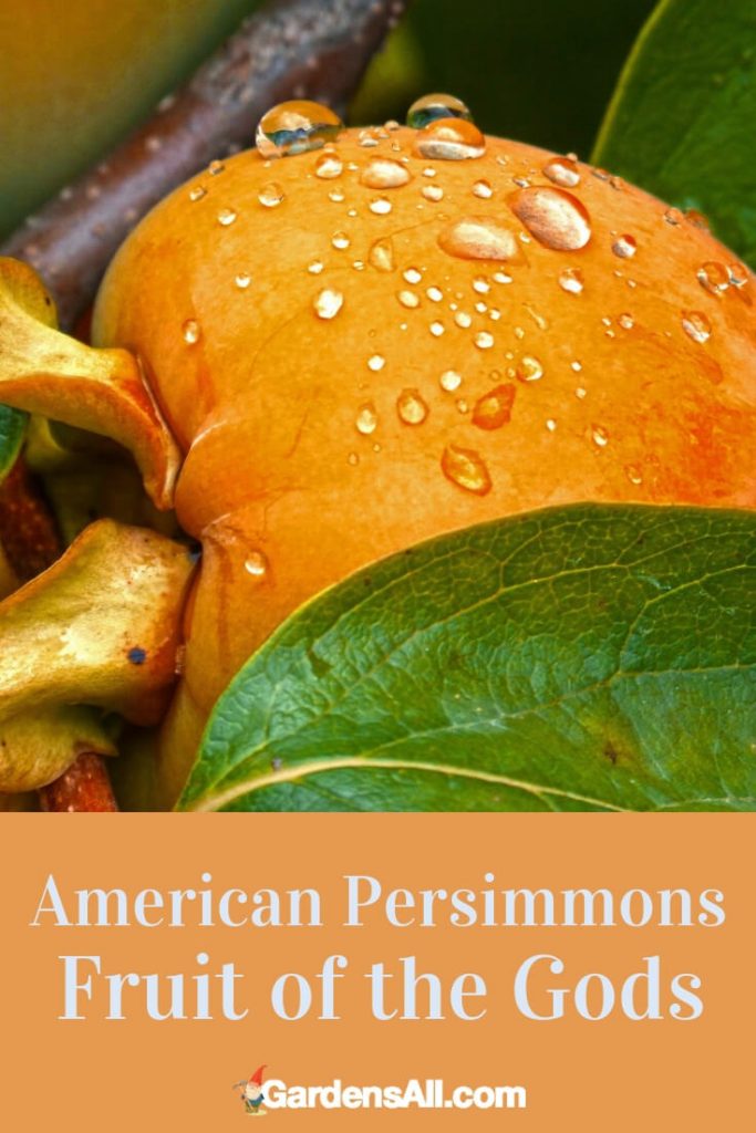 American Wild Persimmons - a Native Tree With Benefits - GardensAll
