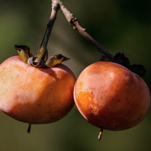 American Wild Persimmons - a Native Tree With Benefits - GardensAll