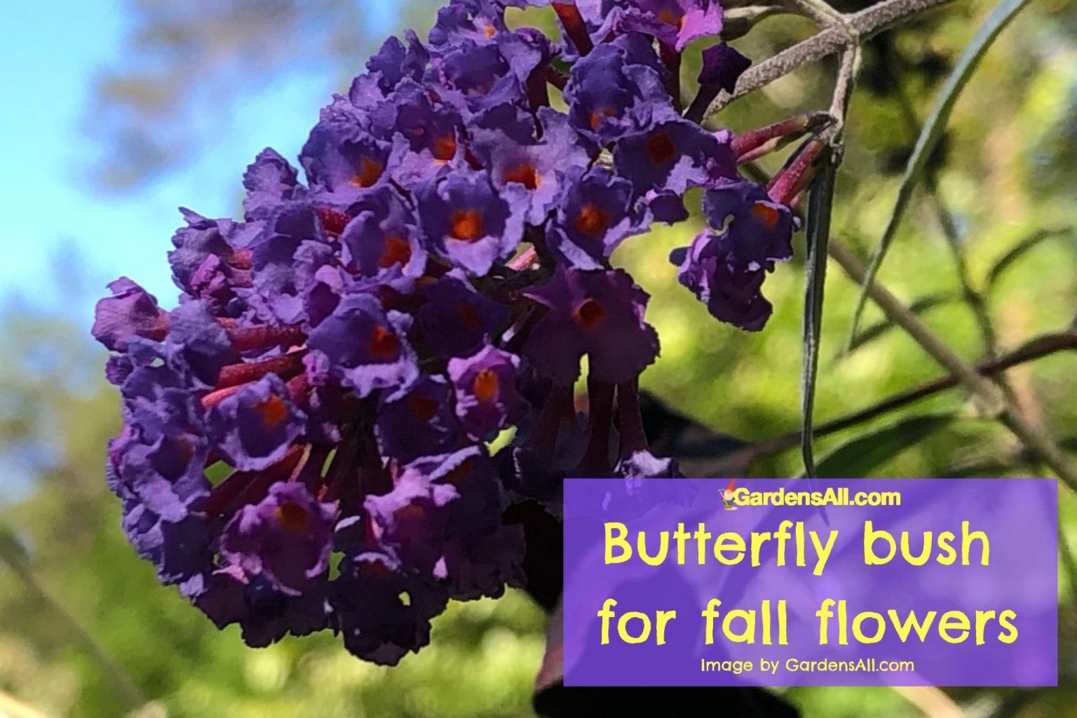 Garden News: Leaf Blowers, Fall Flowers, Birds and Winter Holly