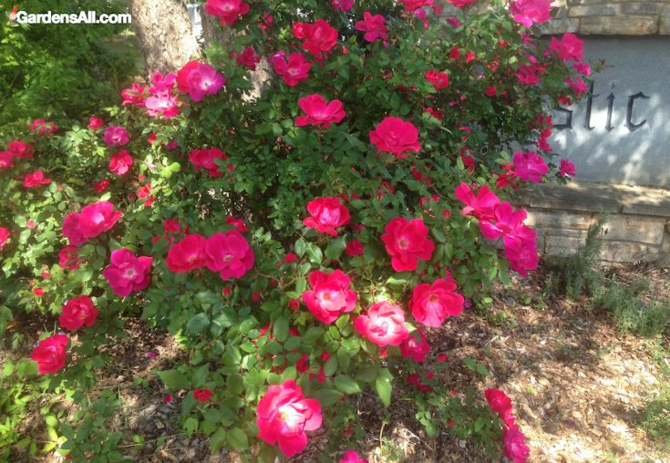 Growing Knockout Roses - an Easy Rose for Spring and Fall Blooms ...