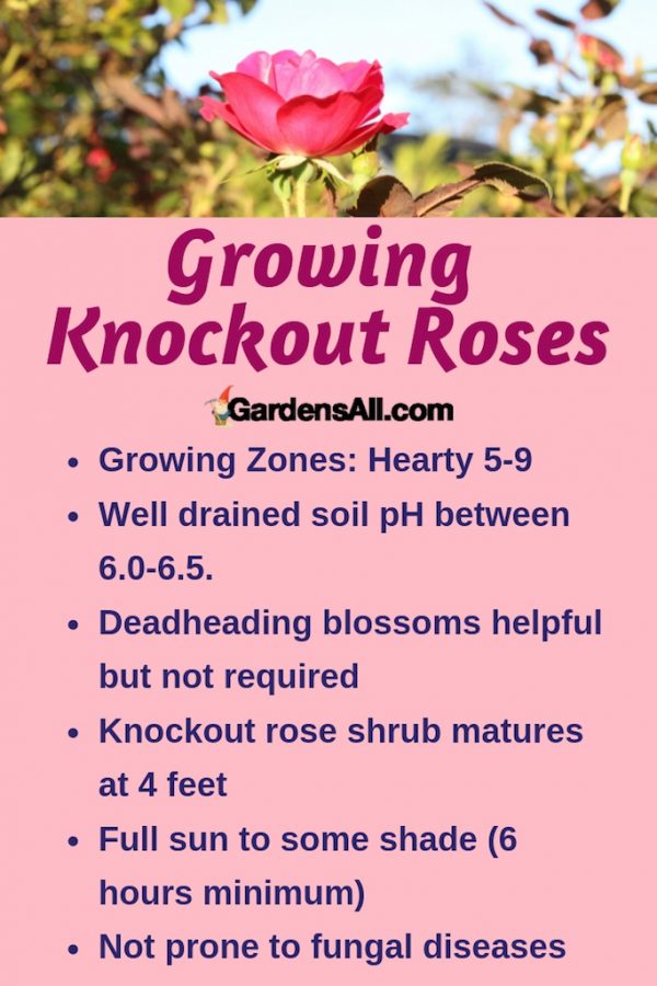 Growing Knockout Roses - an Easy Rose for Spring and Fall Blooms ...