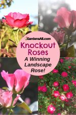 Growing Knockout Roses - an Easy Rose for Spring and Fall Blooms ...
