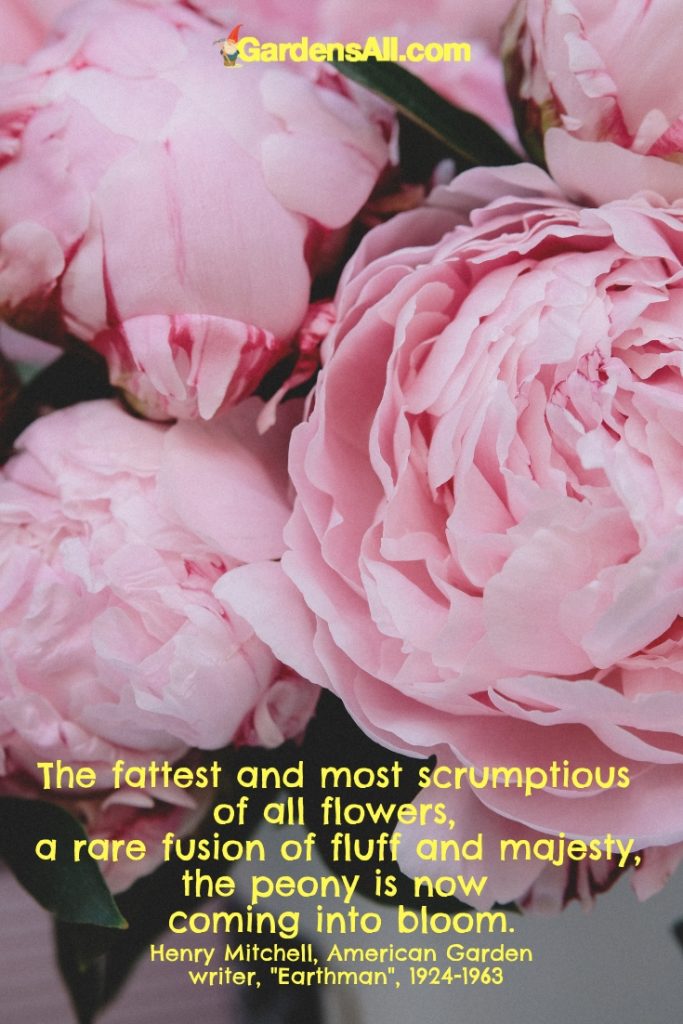 Peonies: a Fragrant Late Spring Flower to Last and Love