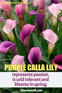 Purple Flowers - The Ultimate Guide - Including Herbs, Shrubs and Trees