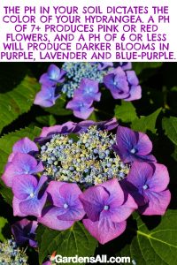Purple Flowers - The Ultimate Guide - Including Herbs, Shrubs and Trees
