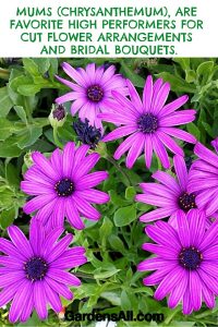 Purple Flowers - The Ultimate Guide - Including Herbs, Shrubs and Trees