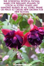 Purple Flowers - The Ultimate Guide - Including Herbs, Shrubs and Trees