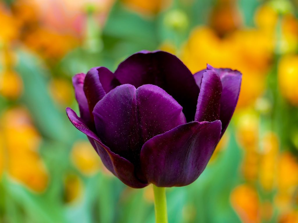 Purple Flowers - The Ultimate Guide - Including Herbs, Shrubs and Trees