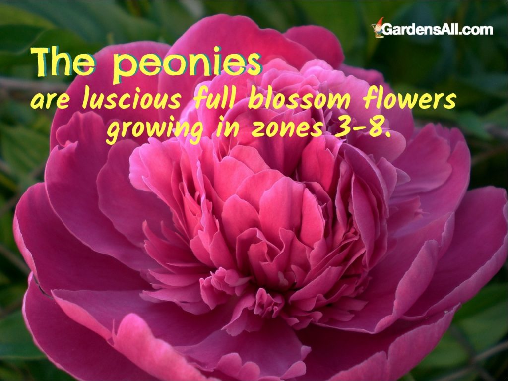 Peonies: a Fragrant Late Spring Flower to Last and Love