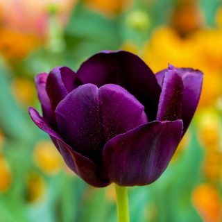 Purple Flowers - The Ultimate Guide - Including Herbs, Shrubs and Trees