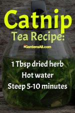 Consider Growing Catnip for People - Another Herb With Great Benefits ...