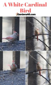 White Cardinal Bird — a Rare Sight - GardensAll - CREATURES