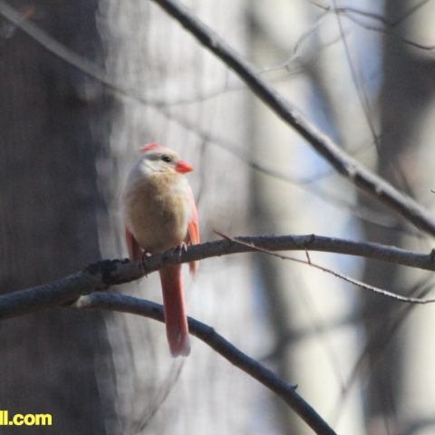 White Cardinal Bird — a Rare Sight - GardensAll - CREATURES