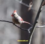 White Cardinal Bird — a Rare Sight - GardensAll - CREATURES