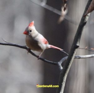 White Cardinal Bird — a Rare Sight - GardensAll - CREATURES
