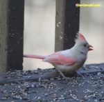 White Cardinal Bird — a Rare Sight - GardensAll - CREATURES