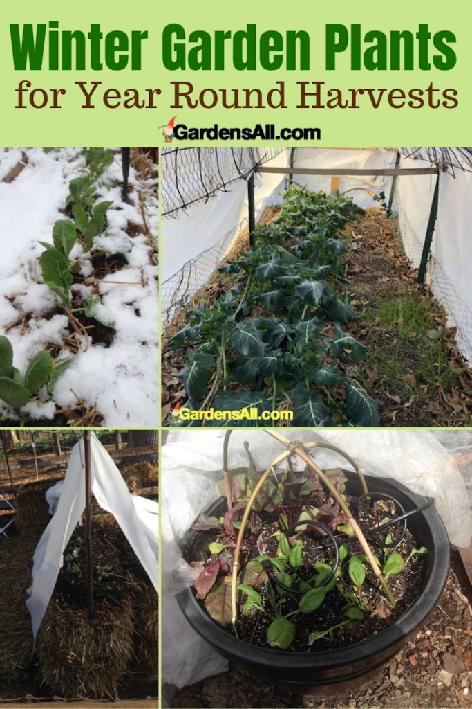 Winter Gardening & Winter Plants