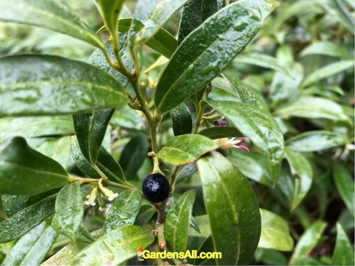 The Intensely Fragrant Sweet Box: You Know Spring is in the Air When ...