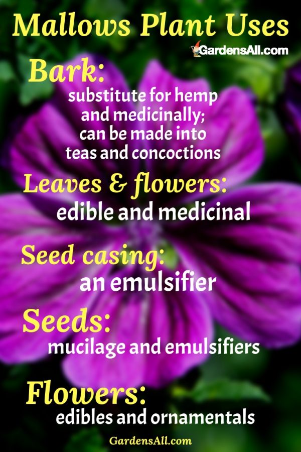 Marsh Mallow Plant - a Return to Edible and Medicinal Roots