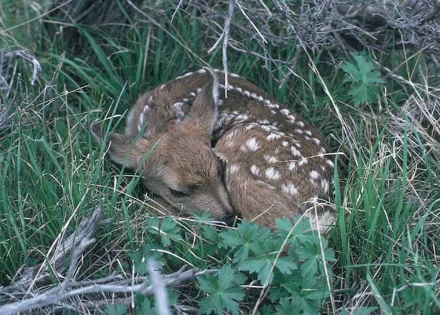 A Baby Deer Found Nestled in the Grass - GardensAll