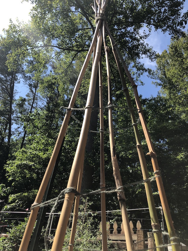 Bamboo Teepee for Beans - Vining, Pole and Bush | GardensAll | Vegetables