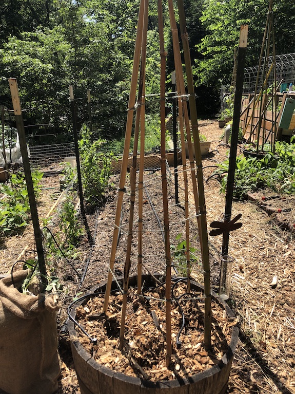 Bamboo Teepee for Beans - Vining, Pole and Bush | GardensAll | Vegetables