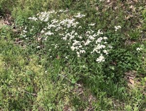 Daisy Fleabane Wildflower is an Edible & Beneficial Plant to Know ...