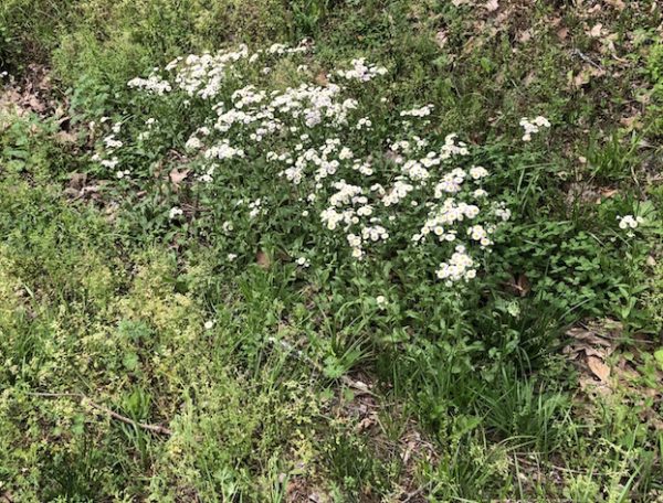 Daisy Fleabane Wildflower is an Edible & Beneficial Plant to Know ...