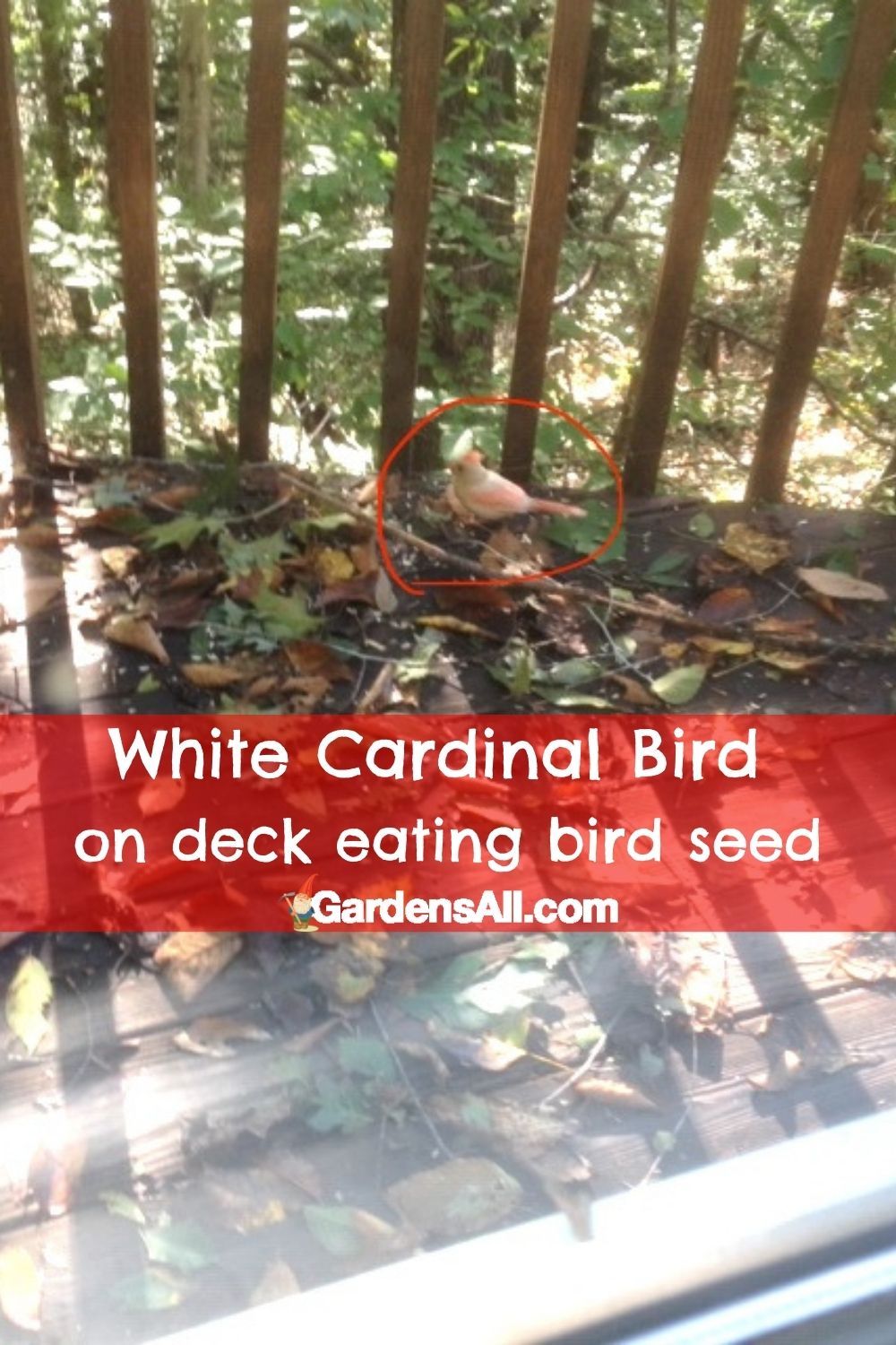 White Cardinal Bird — a Rare Sight - GardensAll - CREATURES
