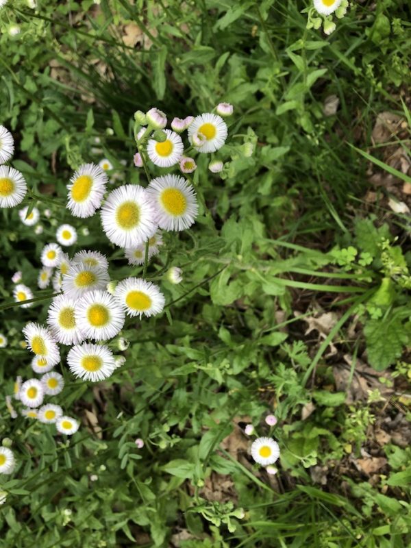 Daisy Fleabane Wildflower is an Edible & Beneficial Plant to Know ...