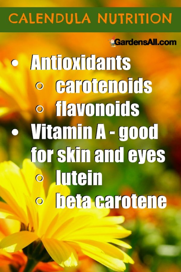 Calendula Benefits and Uses - New and Old - GardensAll - REMEDIES