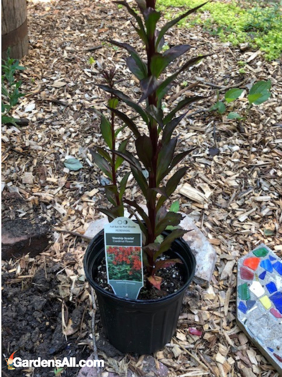 June Gardening Tips, Tasks, Plantings and Harvests - GardensAll