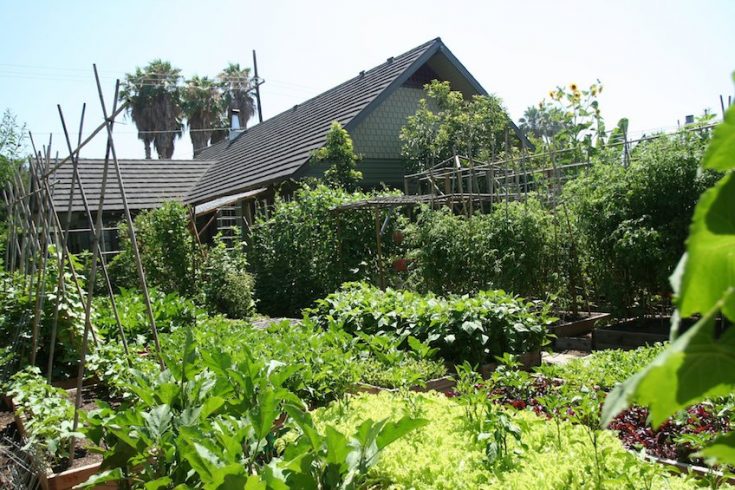 An Urban Homestead Growing 7,000 Pounds on 1/10th Acre - GardensAll ...