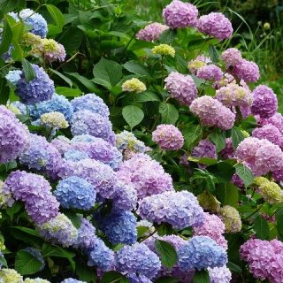 Landscaping with Shade Tolerant Hydrangeas - GardensAll - ORNAMENTALS