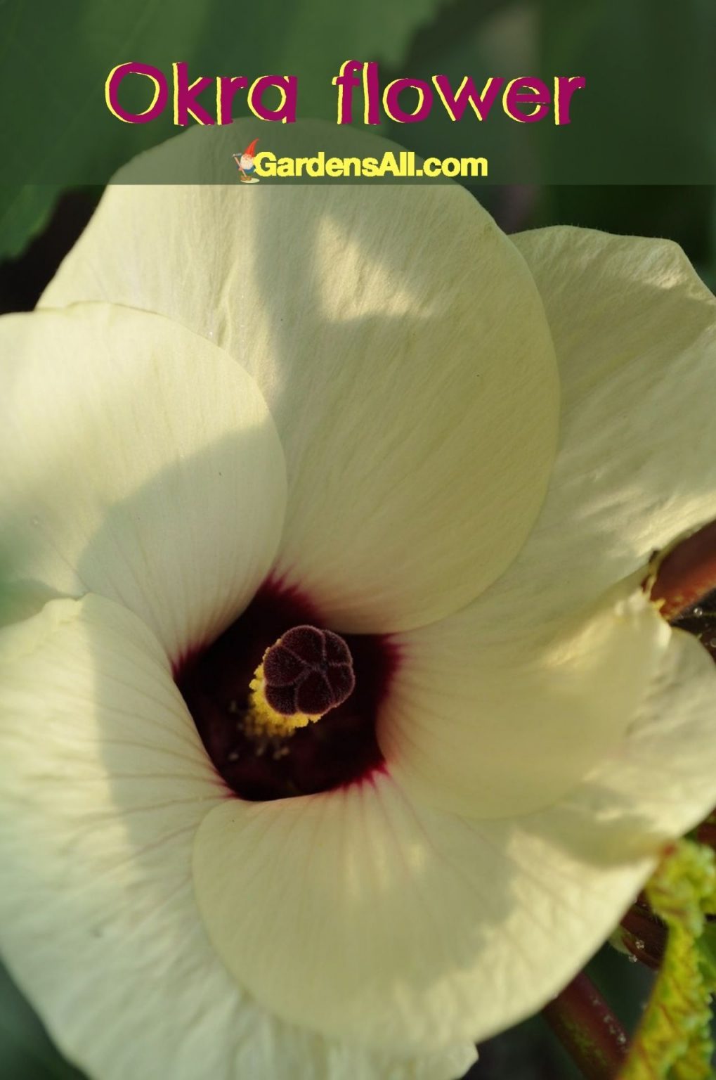 How to Grow Okra and Why You'll Want To