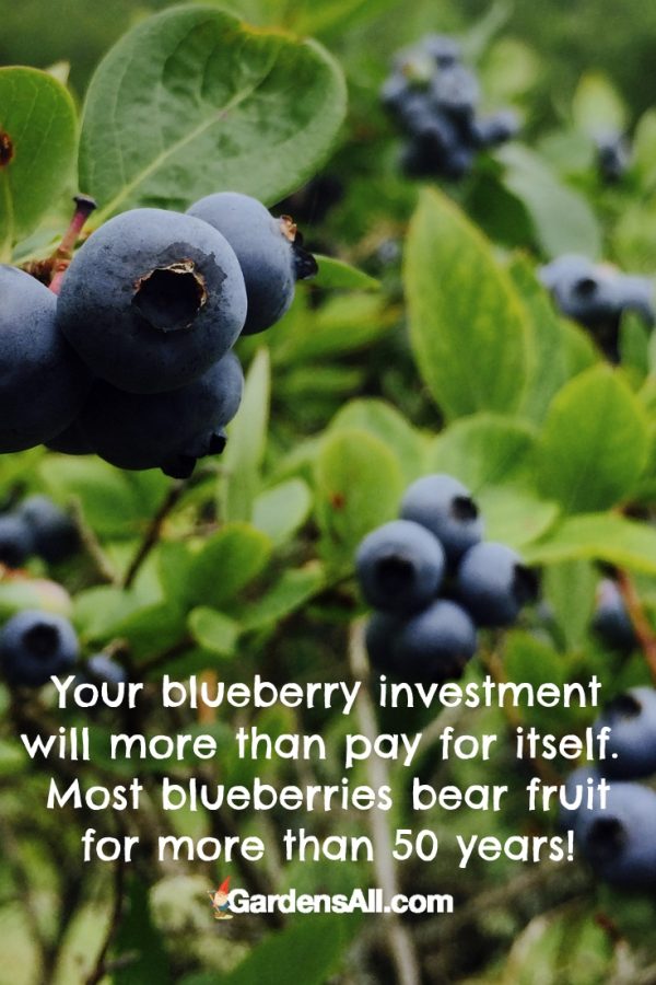 How to Grow Blueberries - Fertilizer, Soil pH, and Benefits - GardensAll